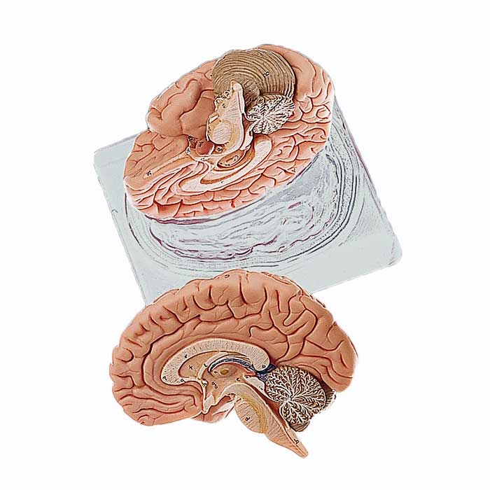 Two-Part Brain Model | Pro Therapy Supplies