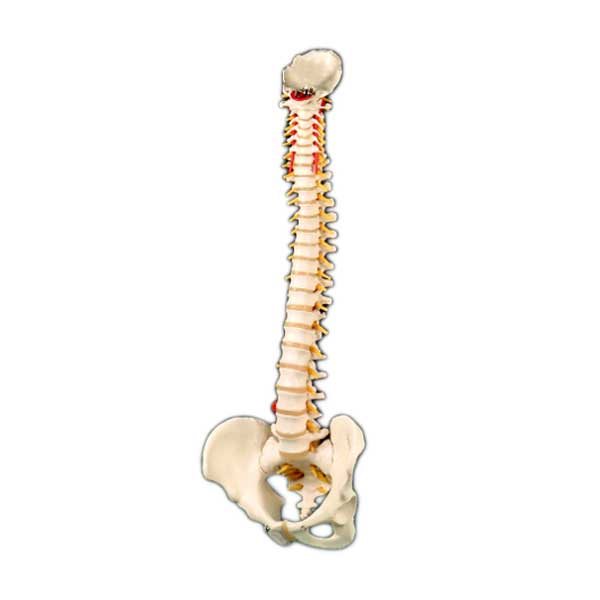Flexible Male Vertebral Column (No Stand) | Pro Therapy Supplies