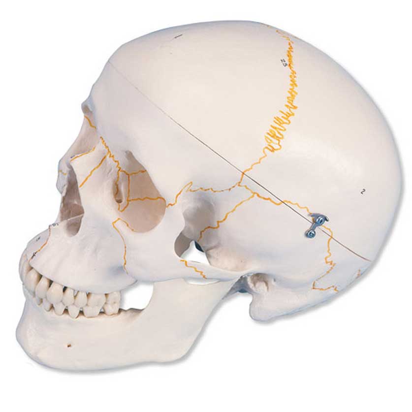 Classic Numbered Human Skull | Pro Therapy Supplies