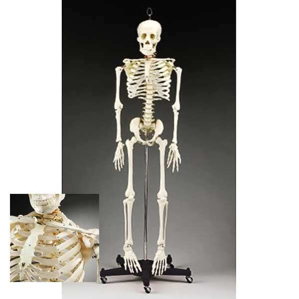 Budget Bucky Skeleton | Pro Therapy Supplies