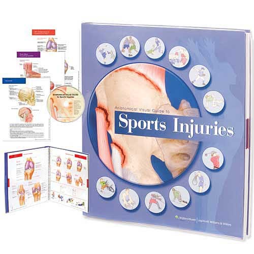 Anatomical Visual Guide to Sports Injuries | Pro Therapy Supplies