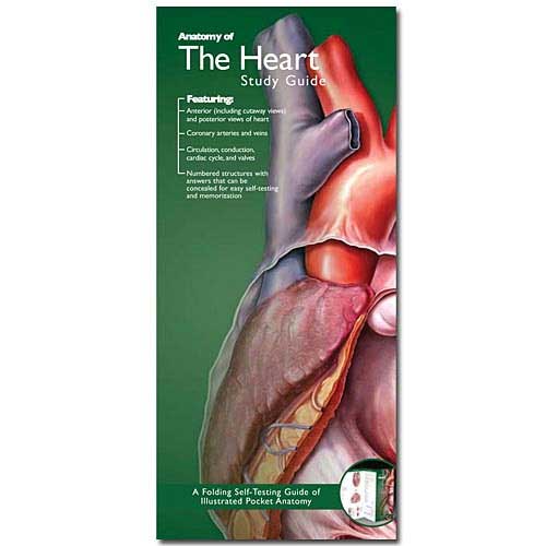 Anatomy of the Heart Study Guide 2nd Edition | Pro Therapy Supplies