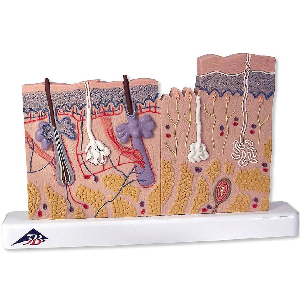 Anatomical Skin Section Model | Pro Therapy Supplies