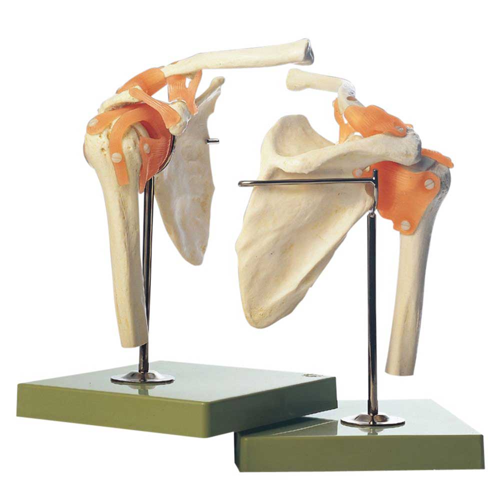 Functional Anatomical Shoulder Joint Model | Pro Therapy Supplies