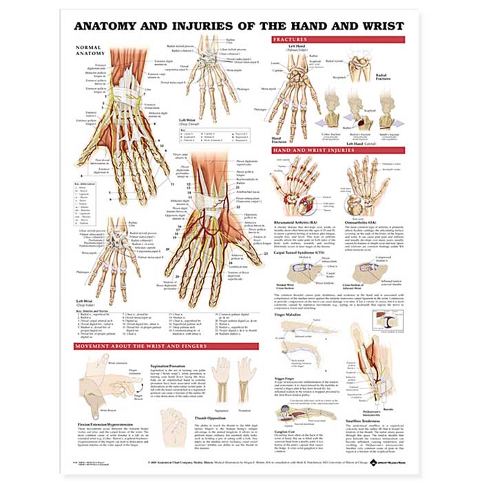 Anatomy and Injuries of the Hand and Wrist Anatomical Chart | Pro ...