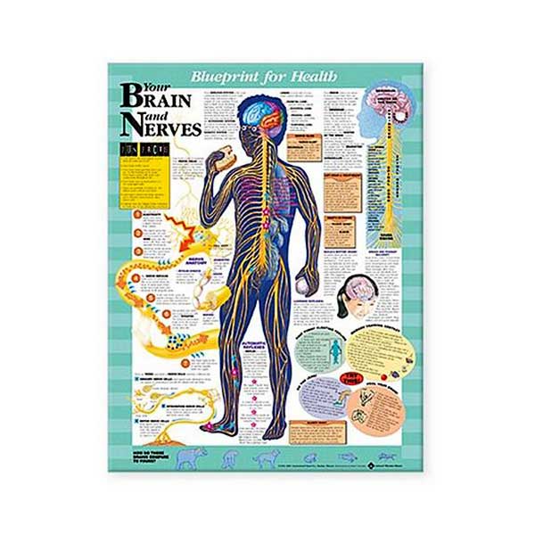 Blueprint for Health Your Brain and Nerves Chart | Pro Therapy Supplies