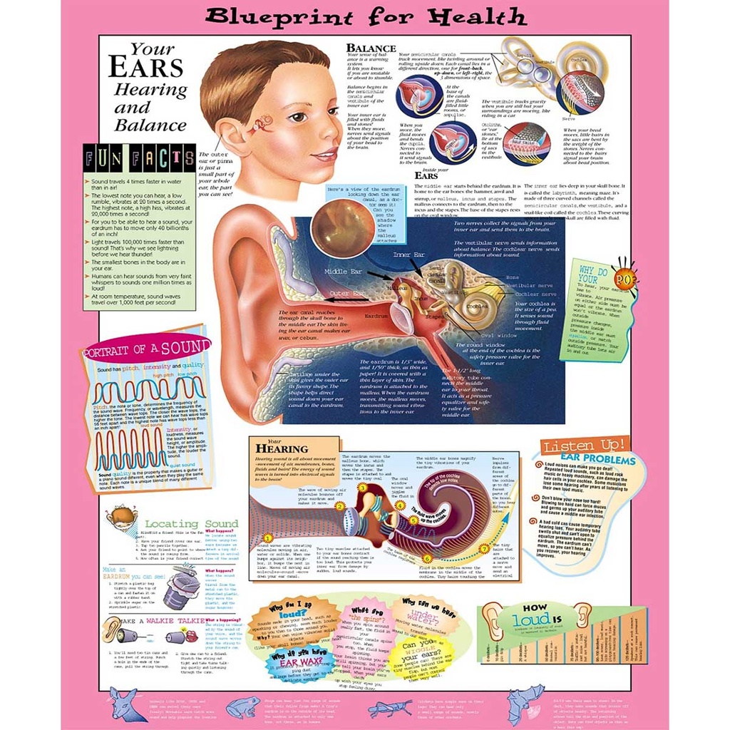 Blueprint for Health Your Ears Chart | Pro Therapy Supplies