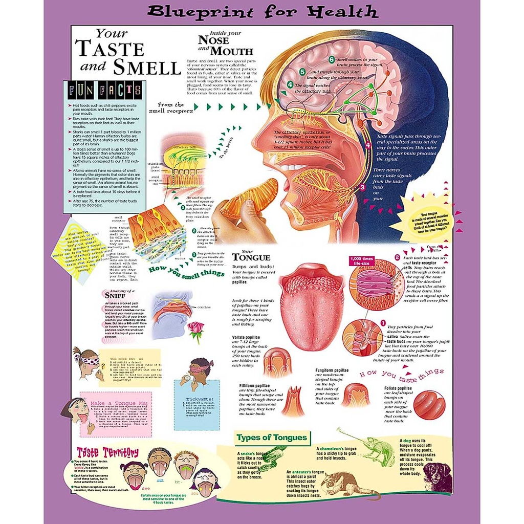 Blueprint for Health Your Taste and Smell Chart | Pro Therapy Supplies