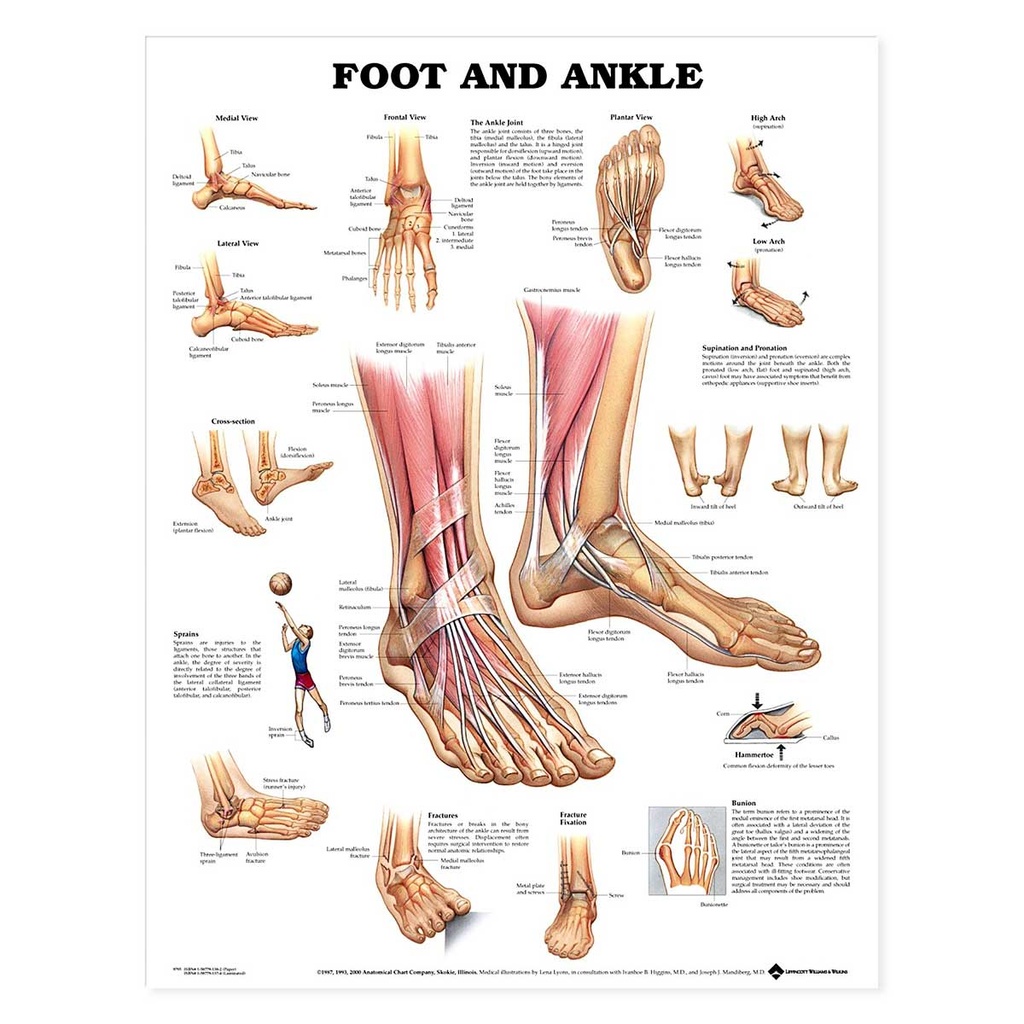 Foot and Ankle Anatomical Chart | Pro Therapy Supplies