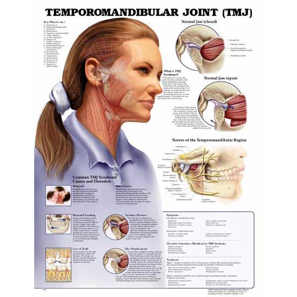 Temporomandibular Joint (TMJ) Anatomical Chart | Pro Therapy Supplies