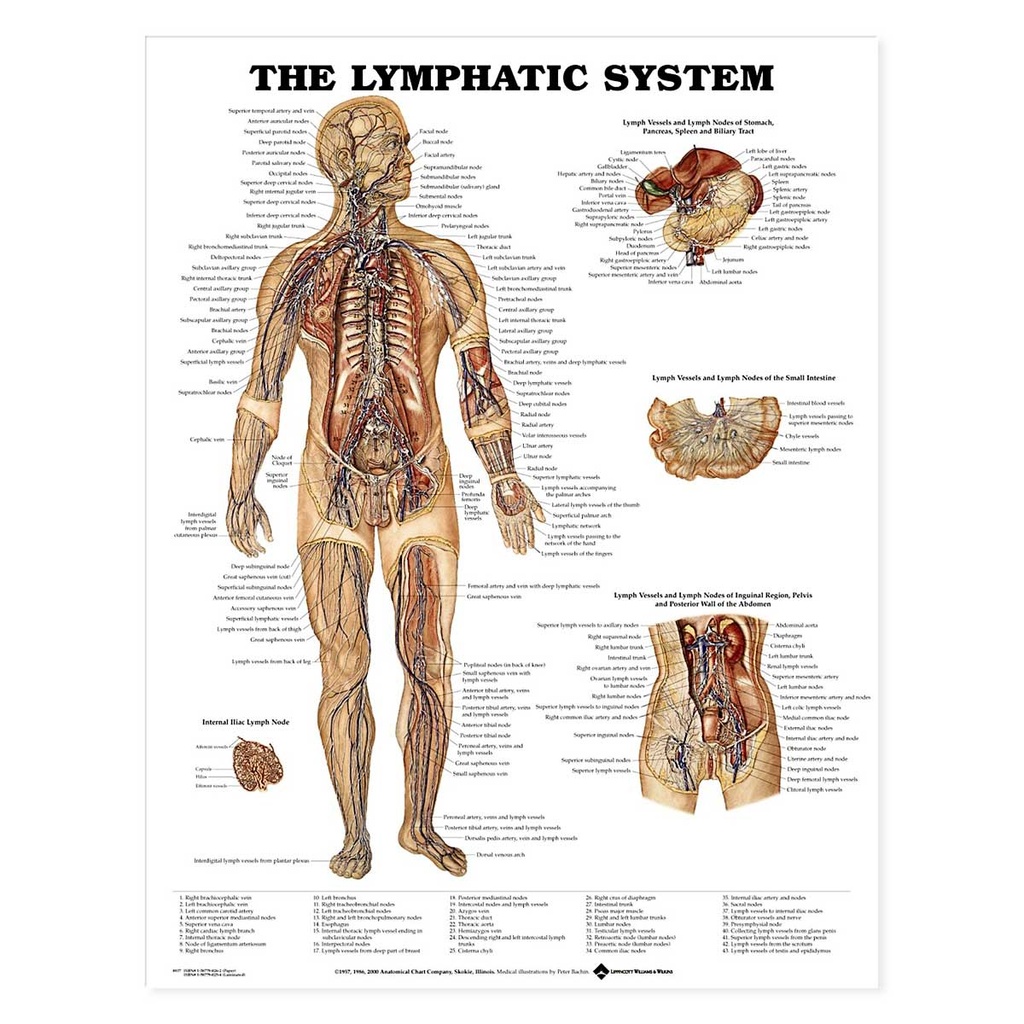 The Lymphatic System Anatomical Chart | Pro Therapy Supplies